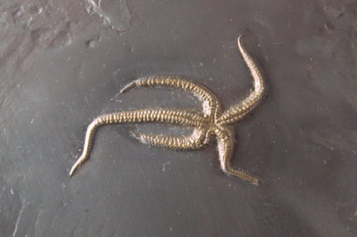 Bundenbach fossils from the Devonian of the Hunsruck slate, Germany