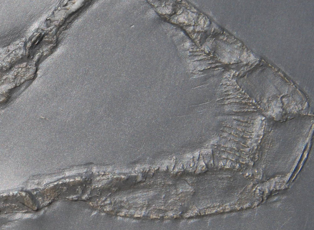 Bundenbach Fossilshop: Arthropods, Trilobites from the Hunsruck slate