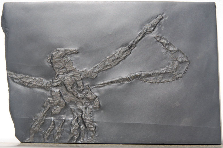 Bundenbach Fossilshop: Arthropods, Trilobites from the Hunsruck slate