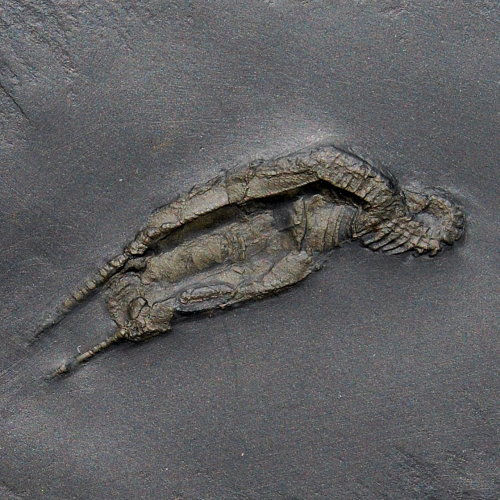 Bundenbach fossils from the Devonian of the Hunsruck slate, Germany