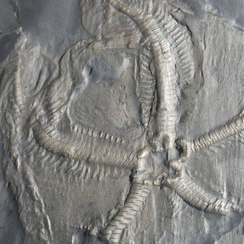 Bundenbach fossils from the Devonian of the Hunsruck slate, Germany