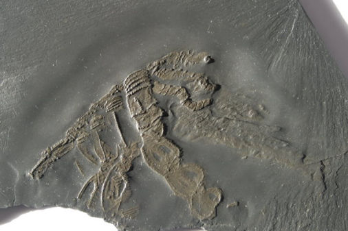 Bundenbach fossils from the Devonian of the Hunsruck slate, Germany